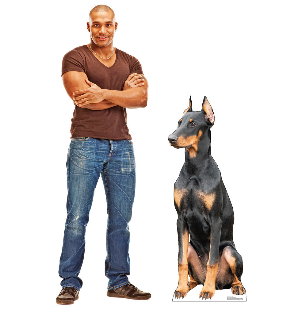 DOBERMAN DOG Lifesize Cardboard Cutout Standup Standee – StandingStills.com