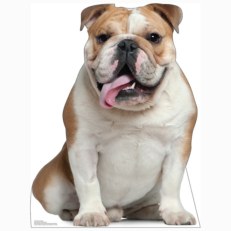 ENGLISH BULLDOG Cardboard Cutout Standup Standee – StandingStills.com